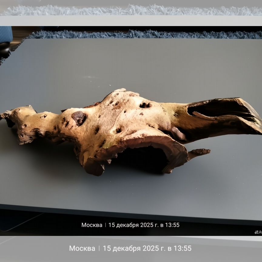 Коряга мангровая