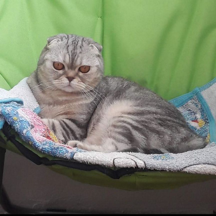 Шотландская вислоухая короткошёрстная, взрослая кошка