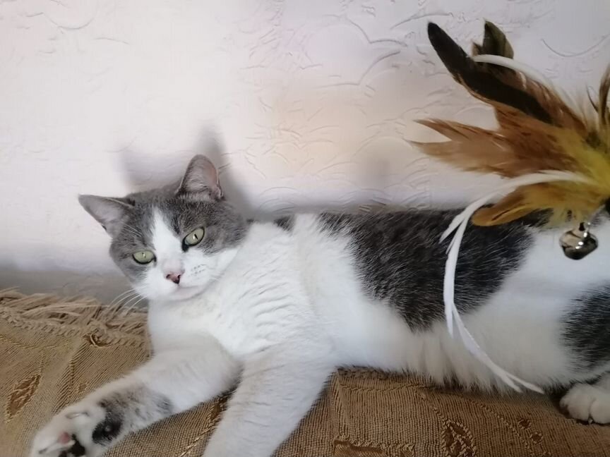 Ляля кошечка в добрые руки