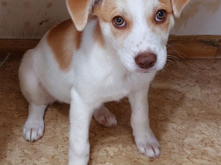 Красавчики-щенки