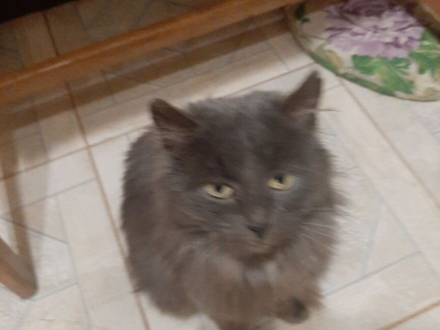 Кошка в дар бесплатно