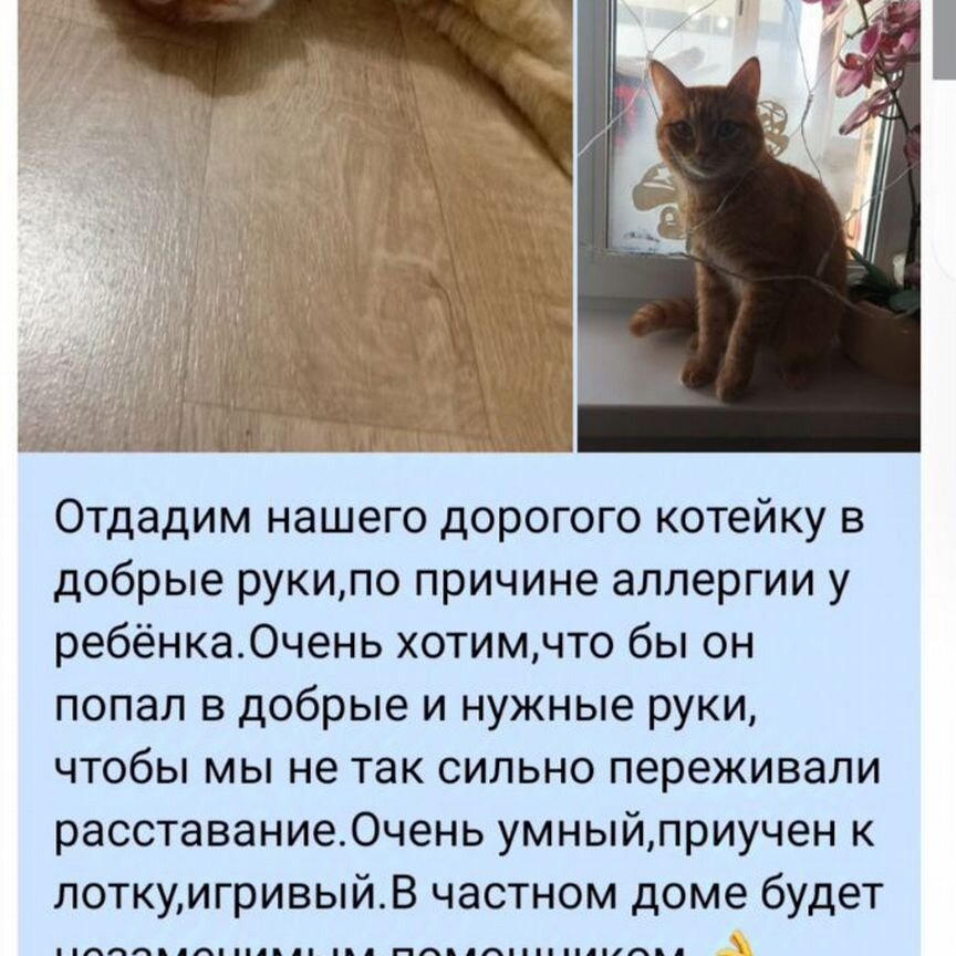 Кот Симба