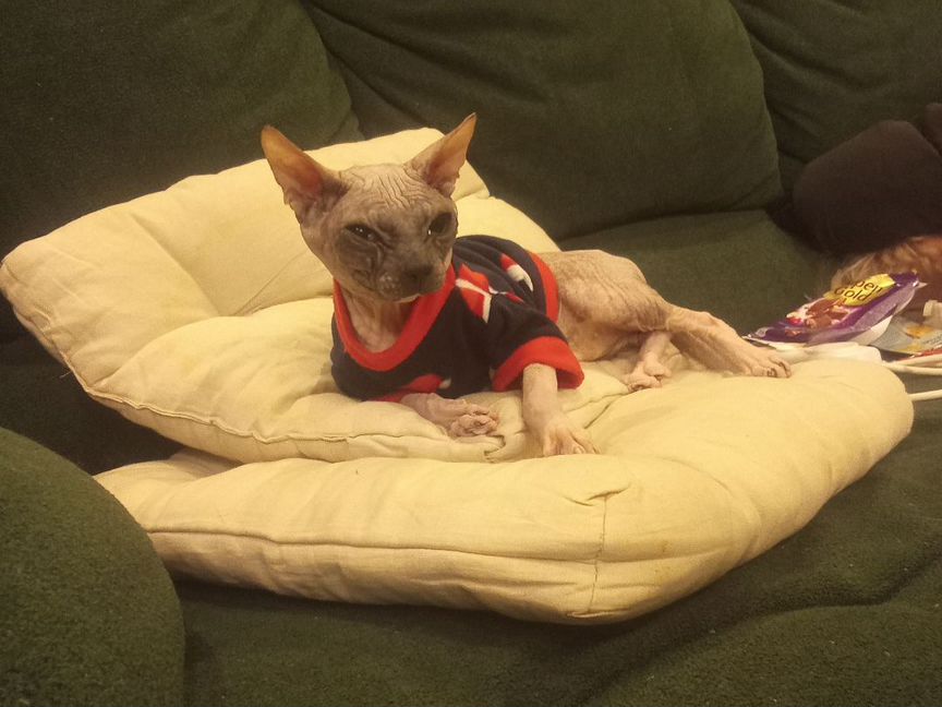 Донской сфинкс вязка