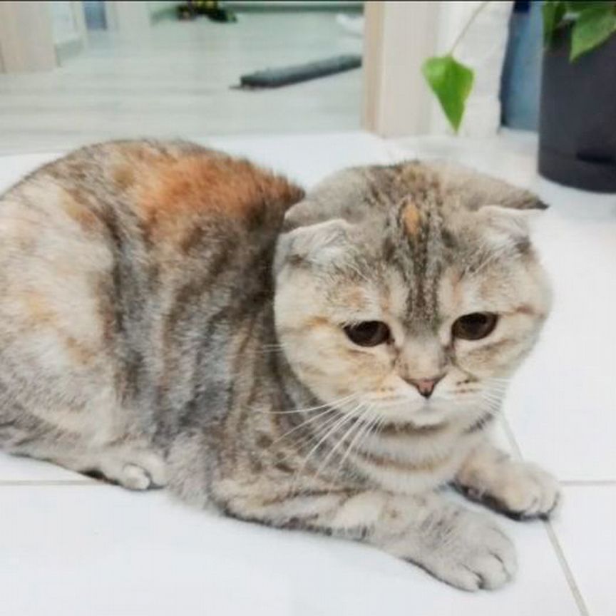 Шотландская вислоухая кошка бесплатно