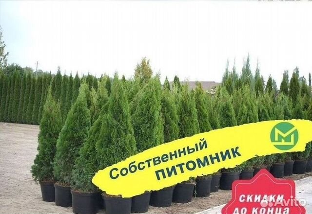 Туя купить в Сочи | Товары для дома и дачи | Авито