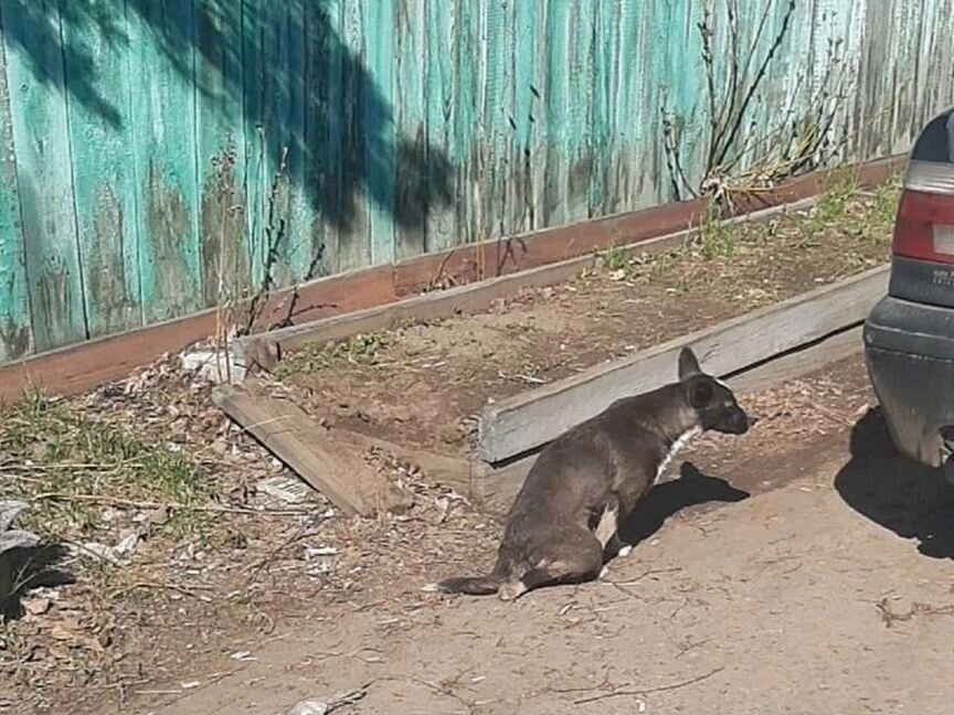 Собачке инвалиду нужен дом