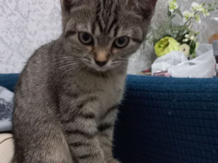 Котенок девочка в добрые руки бесплатно
