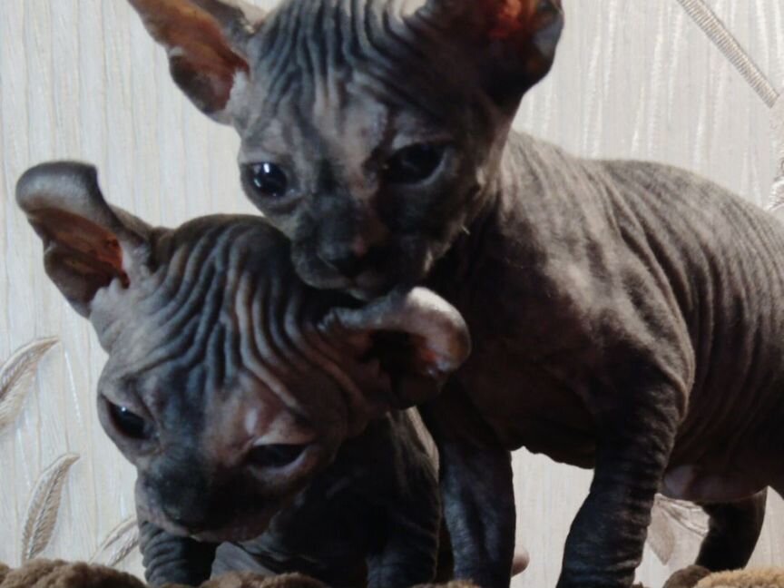 Девочки Эльфочки