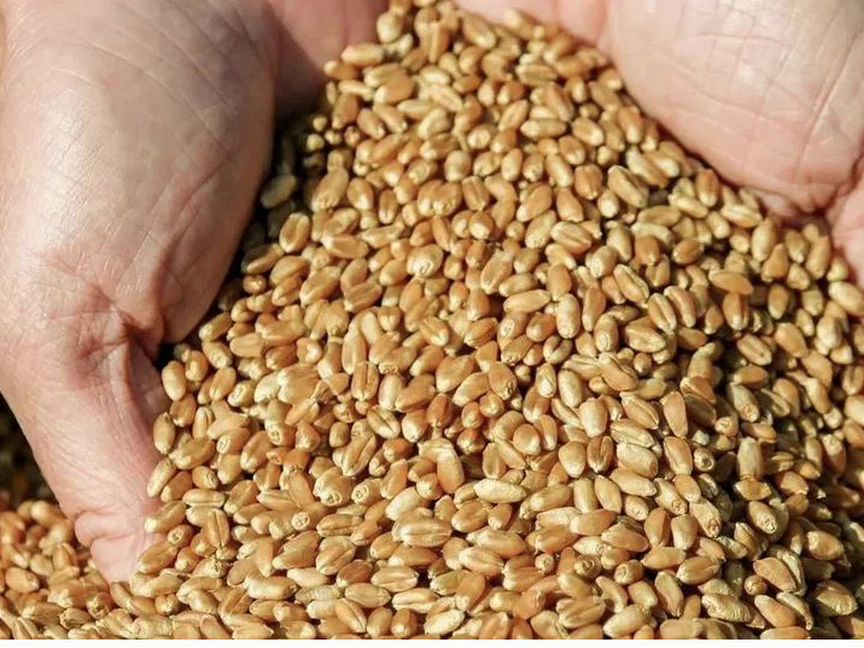 Зерно пшеница