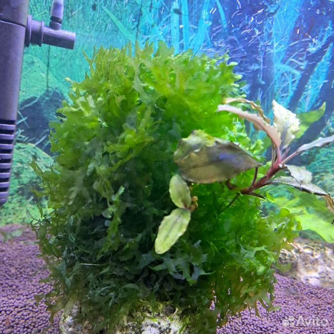 Аквариумное растение Ломариопсис