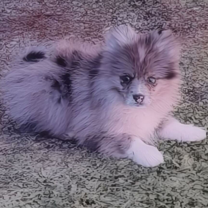 Померанский шпиц, щенок