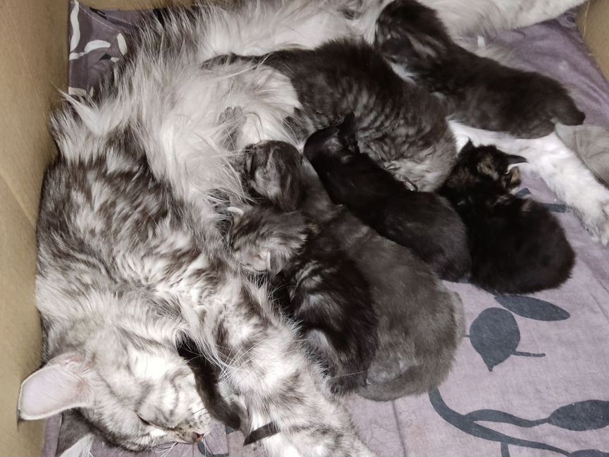 Котята мейн-кун