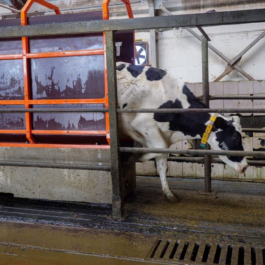 Копытная ванна для крс DD-stop