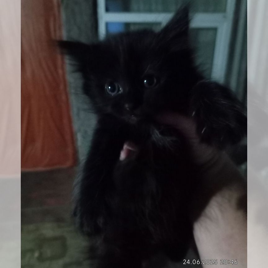 Котята мальчики в добрые руки