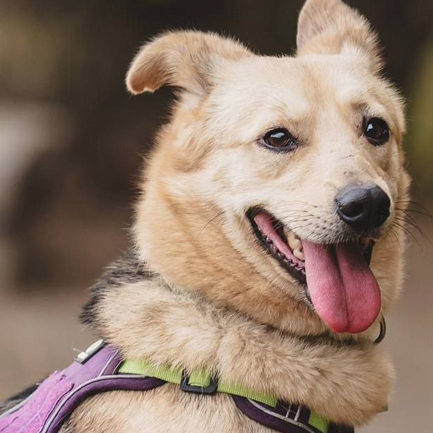 Взрослый пёс в добрые руки