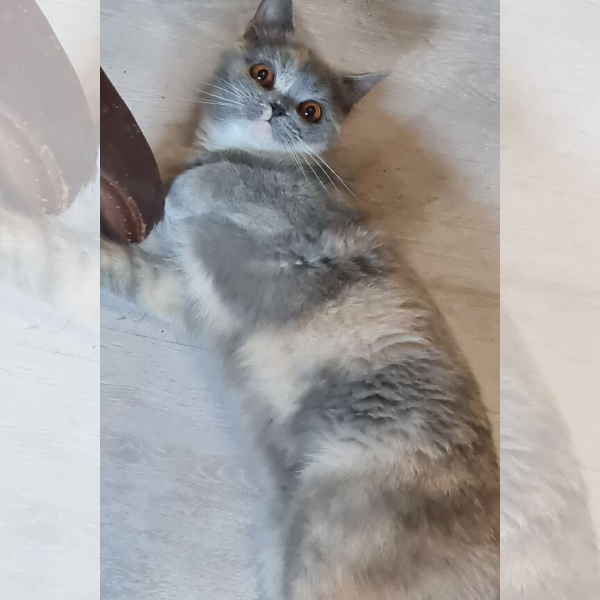 Британский короткошёрстный котёнок