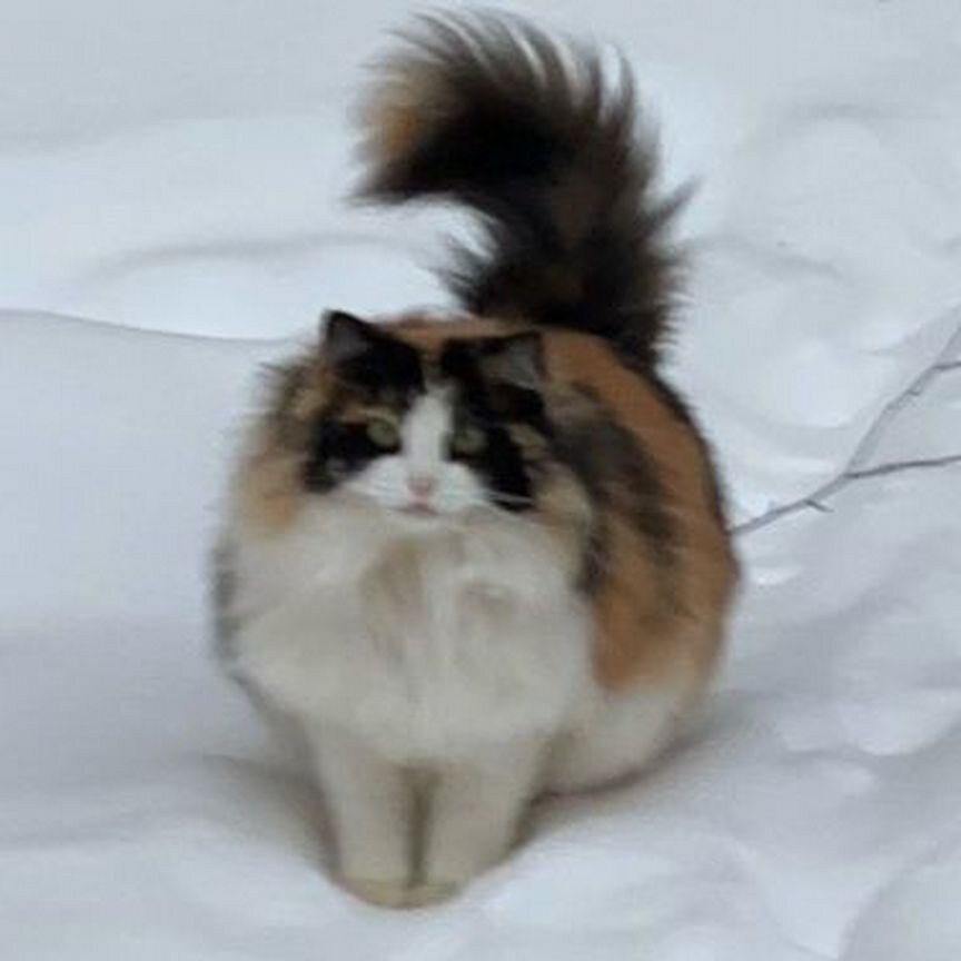 Взрослая, Девочка кошка в добрые руки