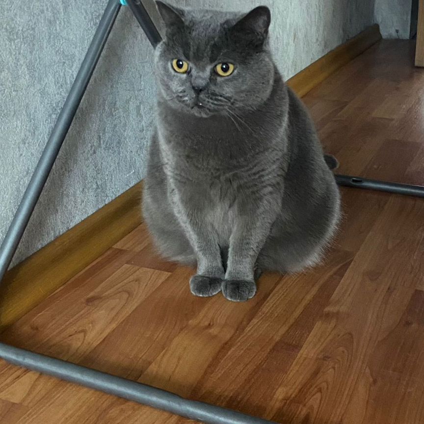 Сима ищет дом