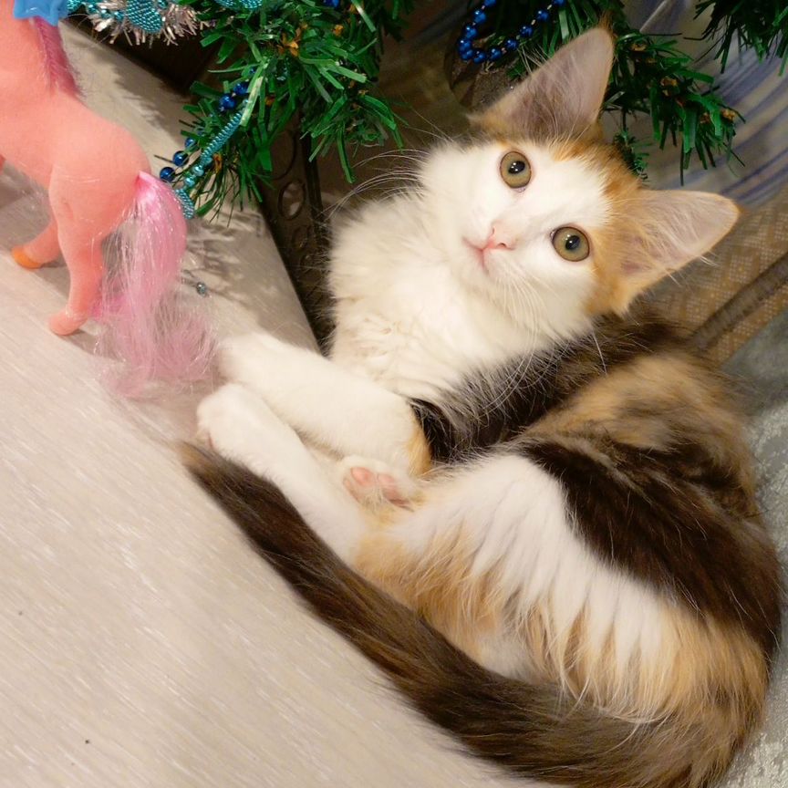 Котёнок от частного владельца