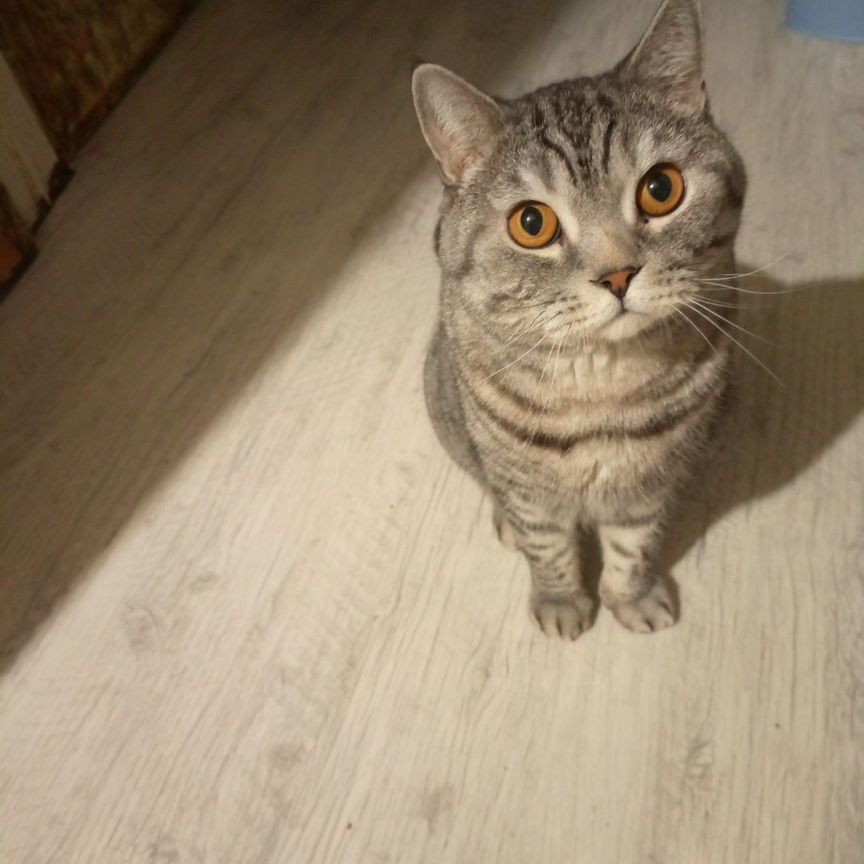 Британский котик отдадим в добрые руки