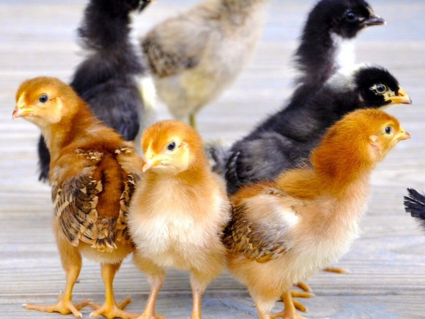 Цыплята подрощенные