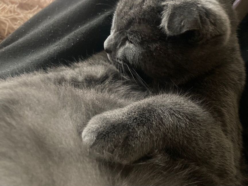 Кошка веслоухая британка