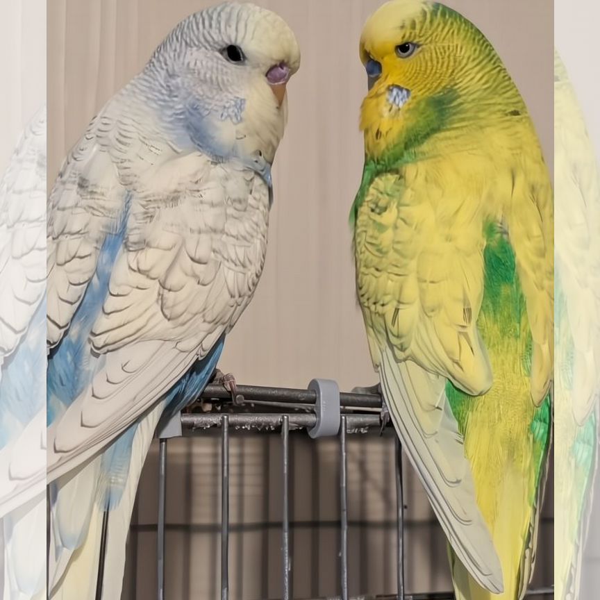 Волнистый Попугай Самцы и Самочки Чехи ручные