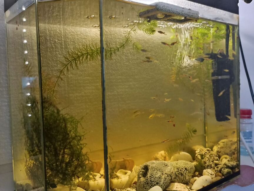 Аквариум с рыбками