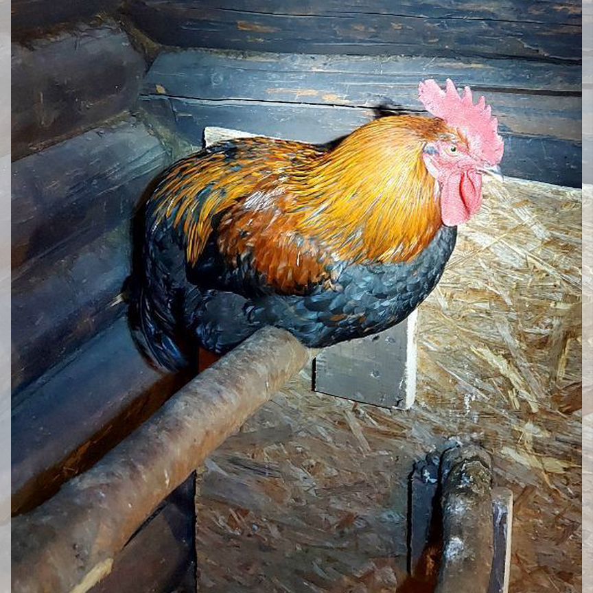 Молодые петухи