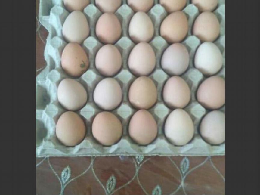 Инкубационное яйцо цесарки