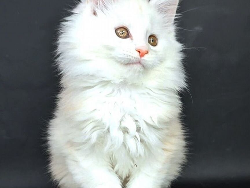 Котята шадеты полидакты