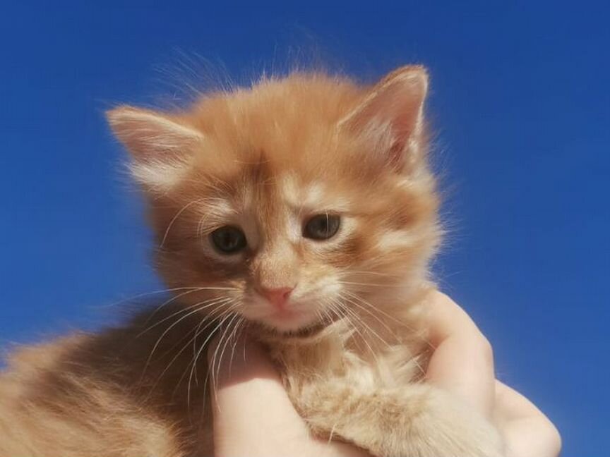 Котята