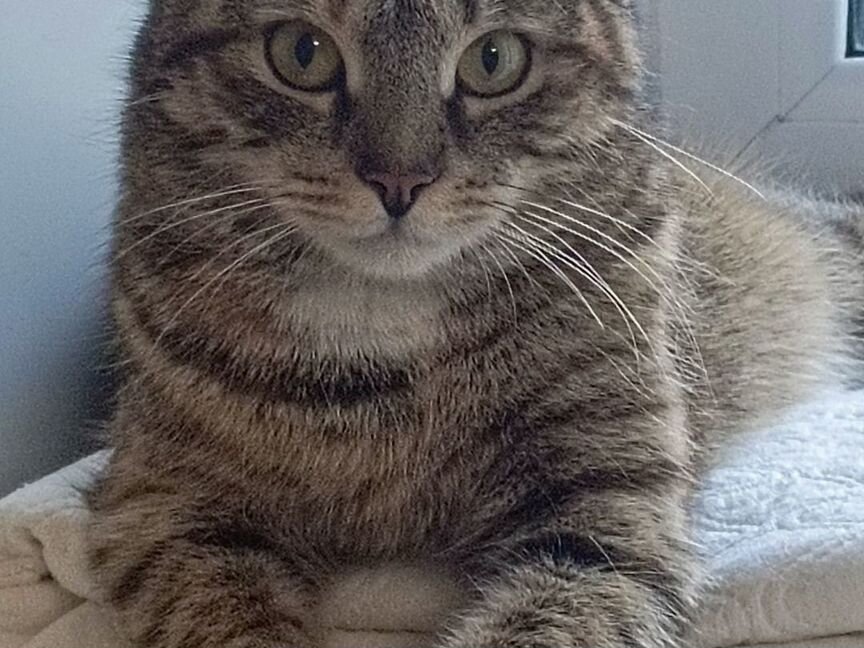 Кошки в добрые руки