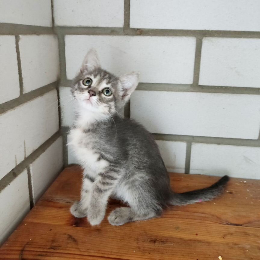 Котенок-девчонка-зажигалка в добрые руки