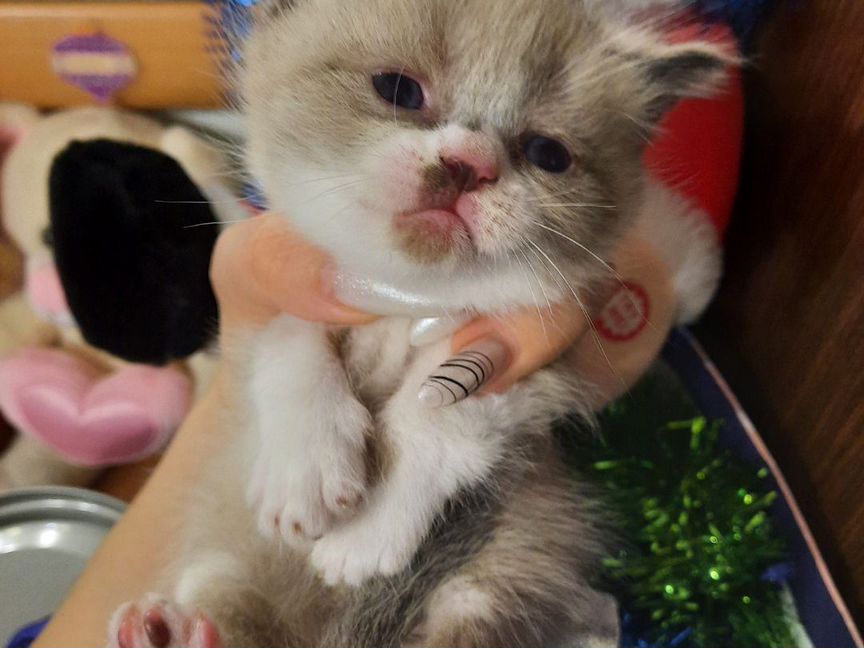 Шотландские котята