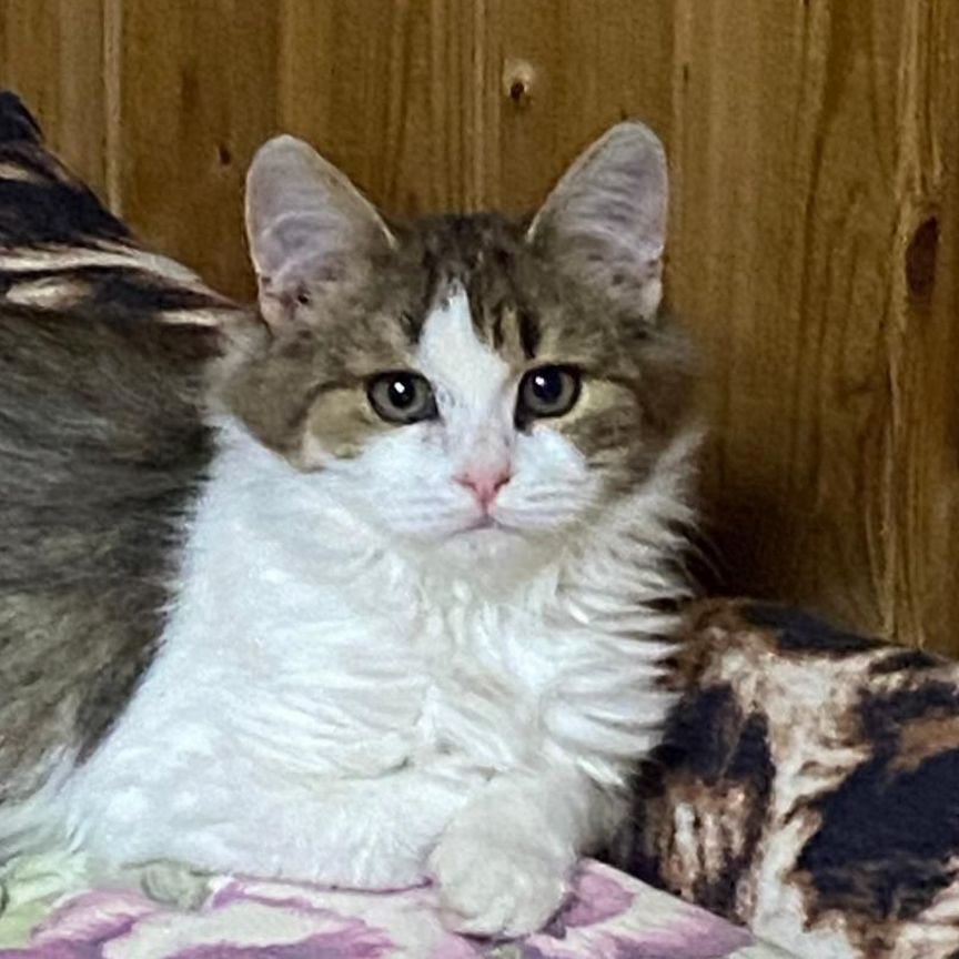 Брошеные котята в добрые руки