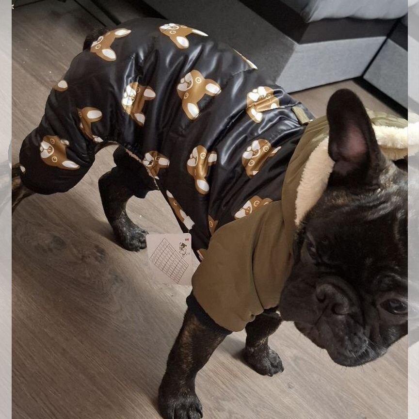 Самый лучший комбенизон для французского бульдога