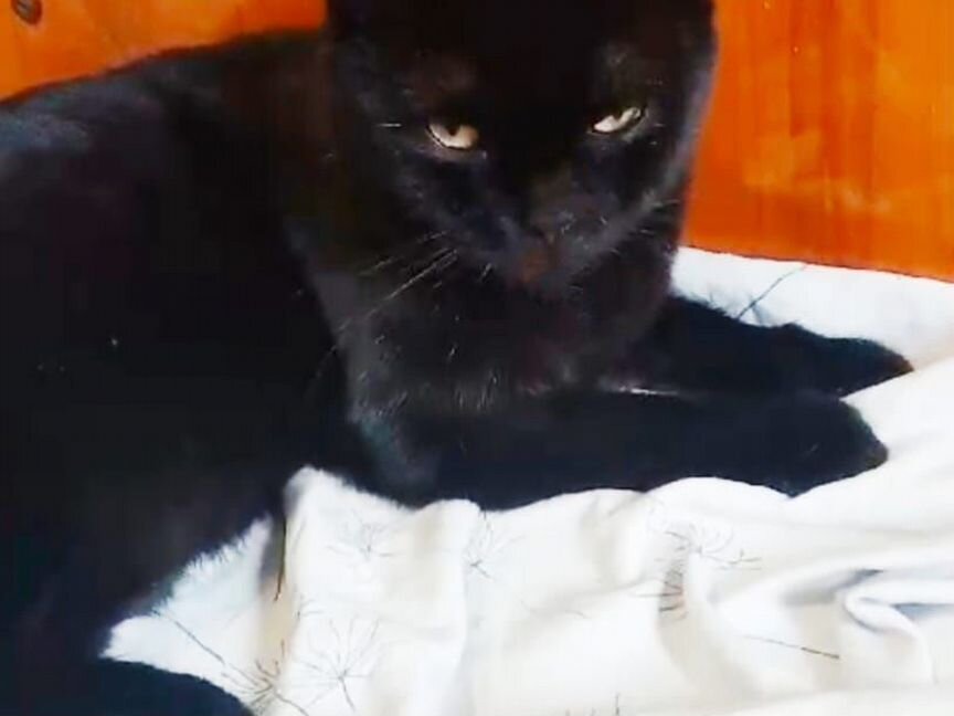Маленькая черная Кошечка