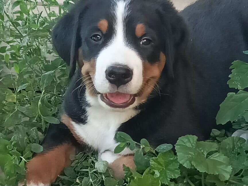 Большой швейцарский зенненхунд