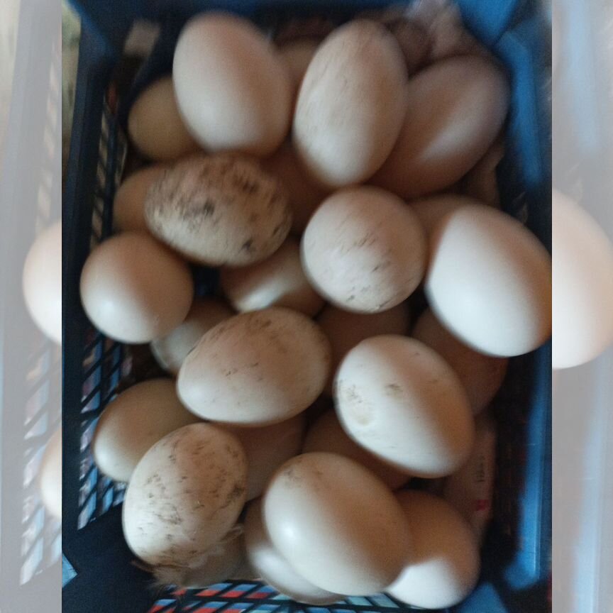 Яйца утиные на племя