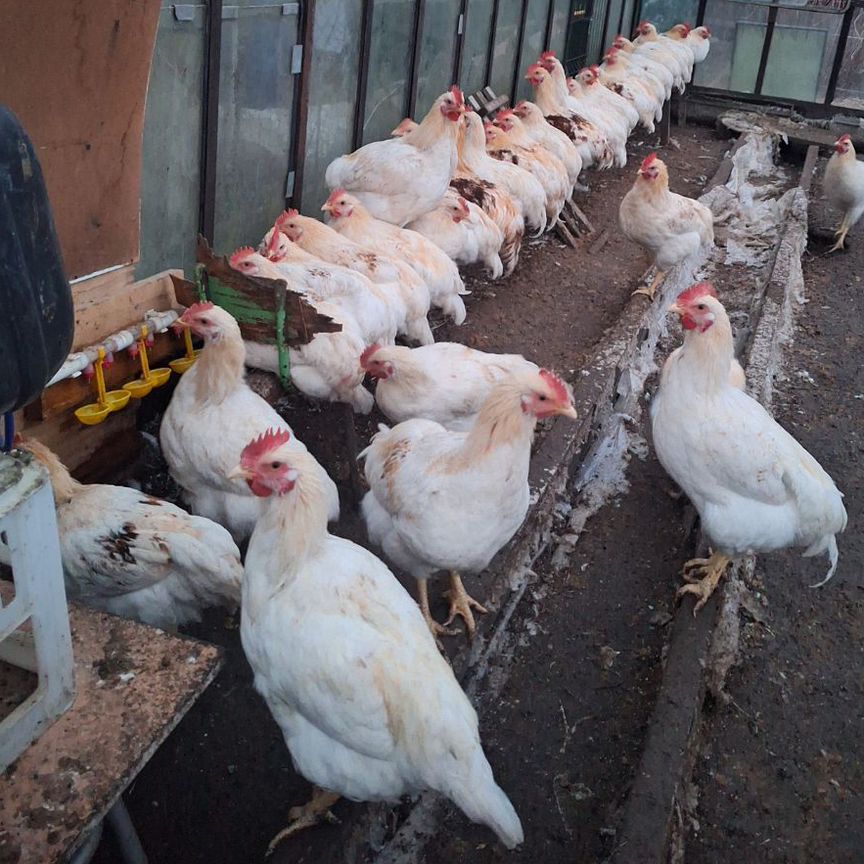 Куры петухи