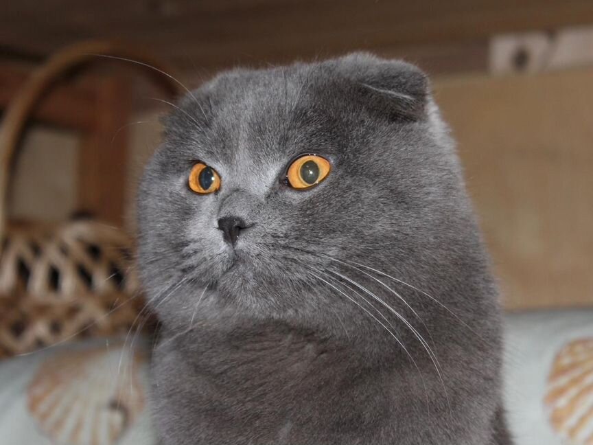 Вислоухий кот