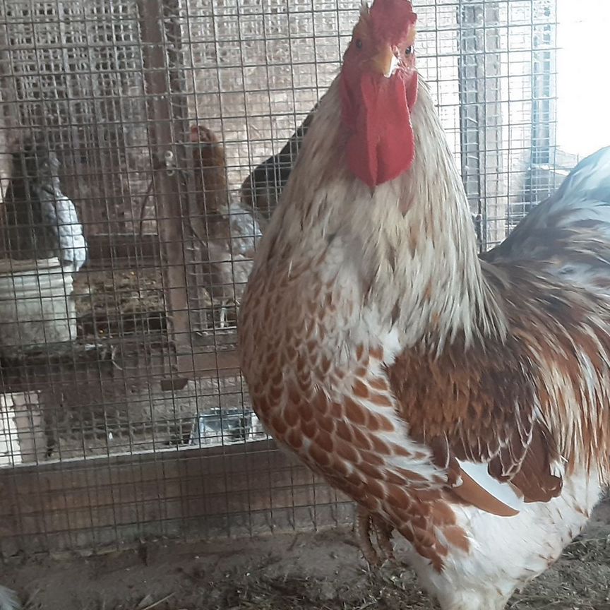 Виандот белое золото, палевый орпингтон