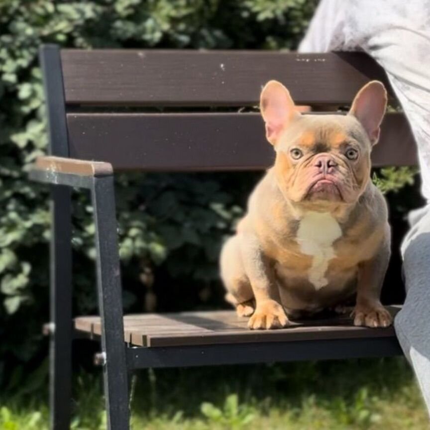 Изабелла кобель очень маленький вязка