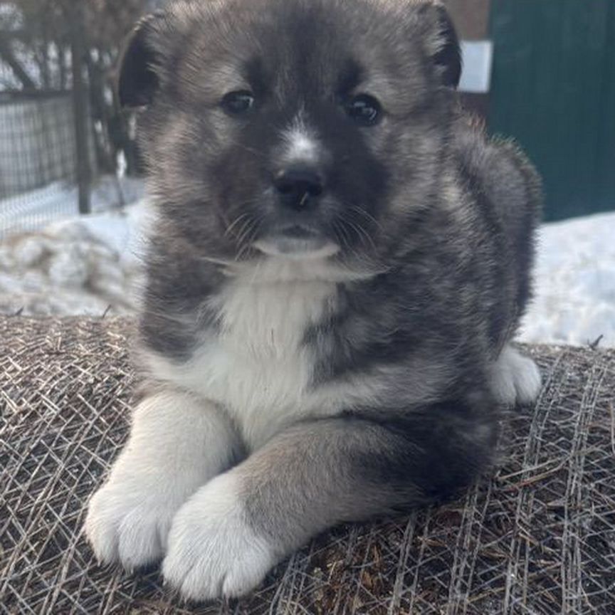 Кавказская овчарка, щенок