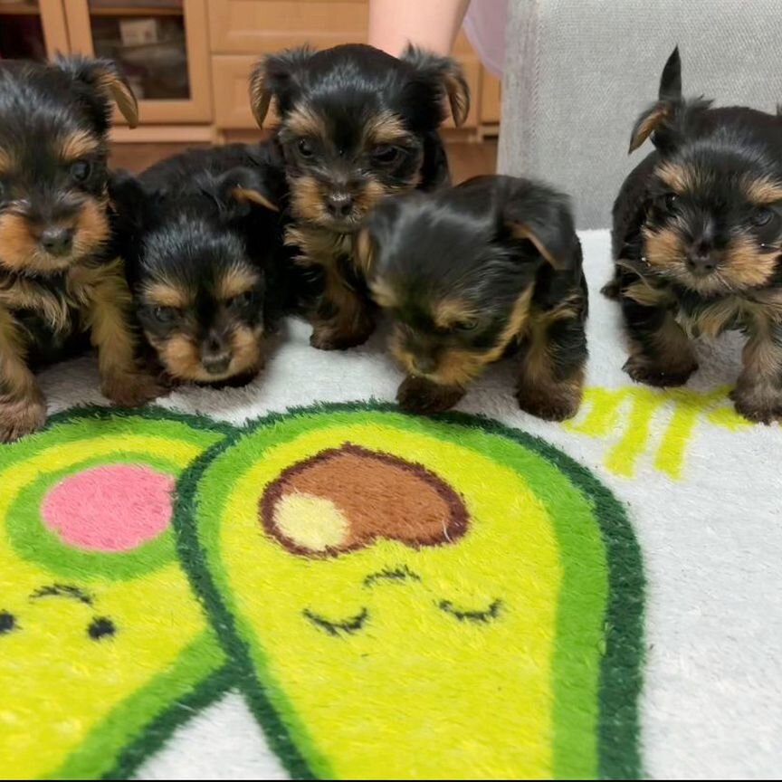 Чудесные малыши готовы к переезду