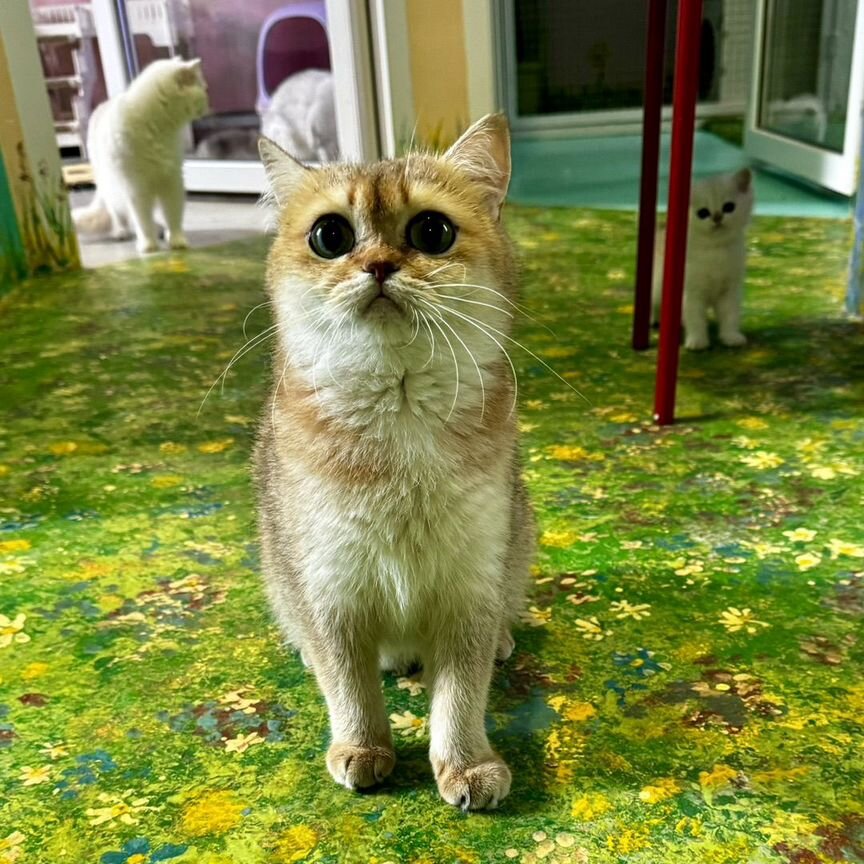 Котята