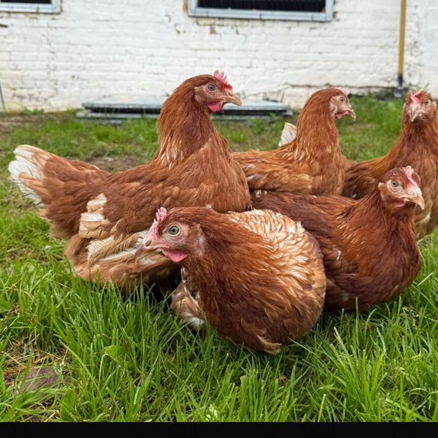 Куры молодки несушки