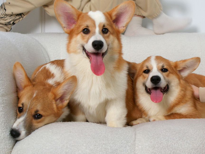 Щенки вельш-корги пемброк из питомника