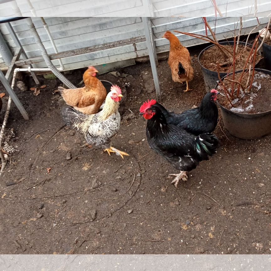 Петухи и куры